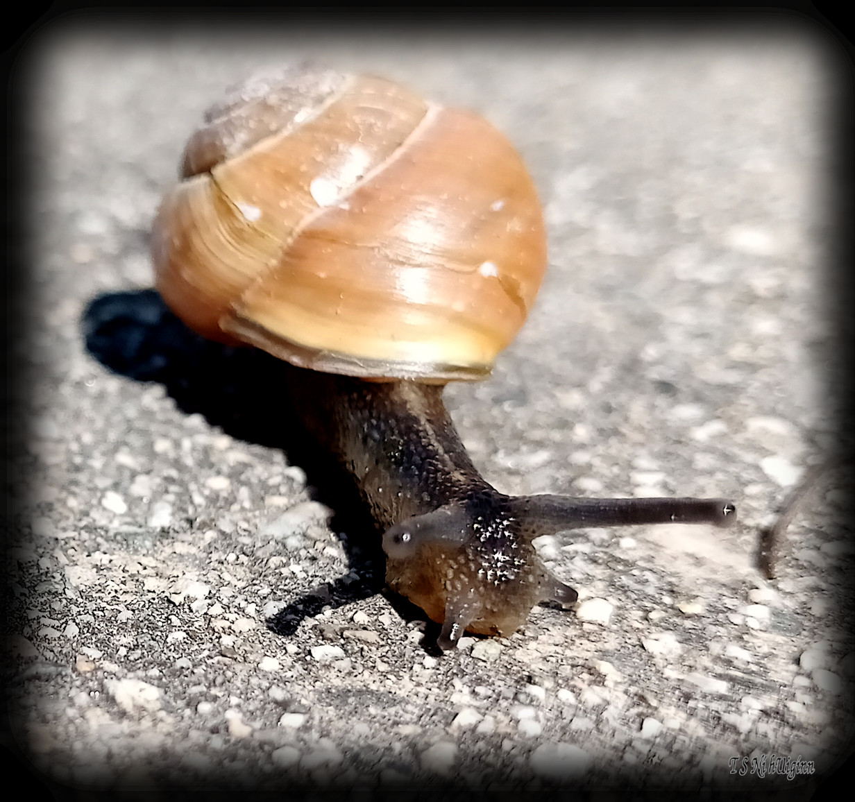 Snail | The University of East Hastings