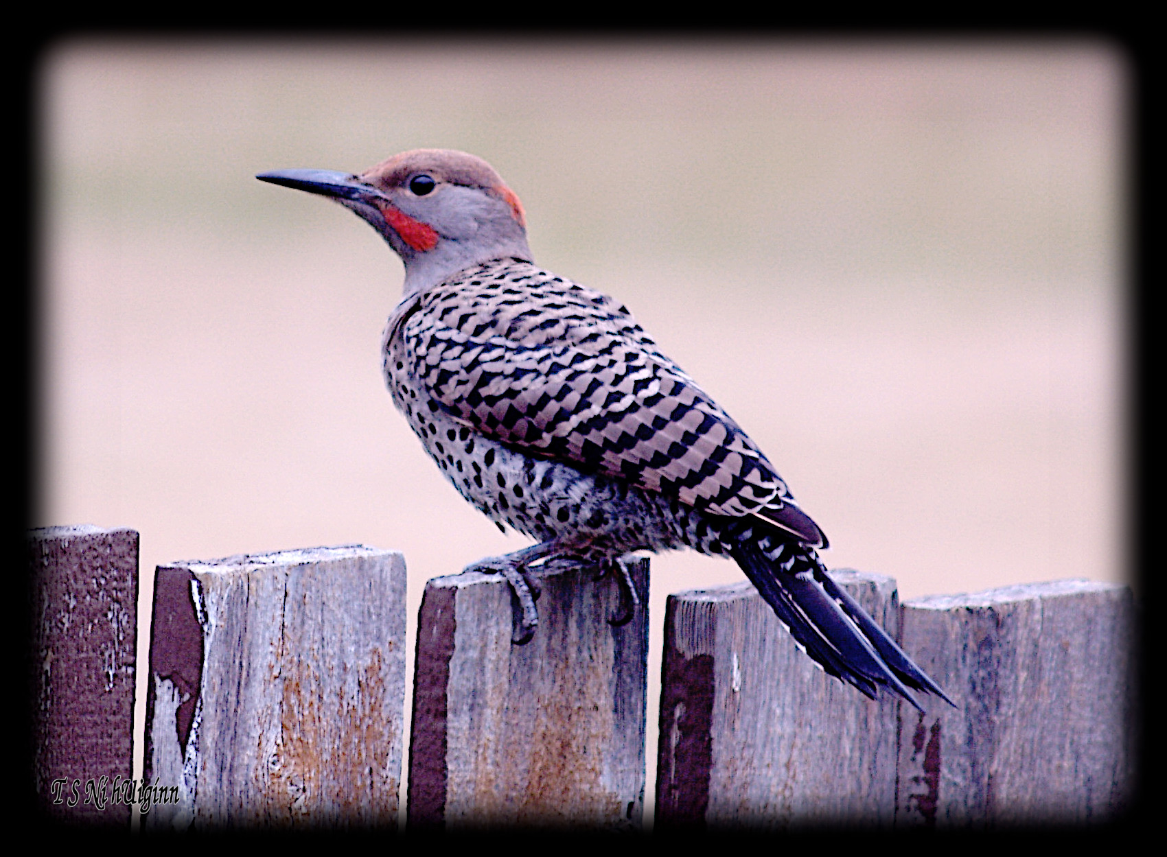 Flicker on a Fence | The University of East Hastings