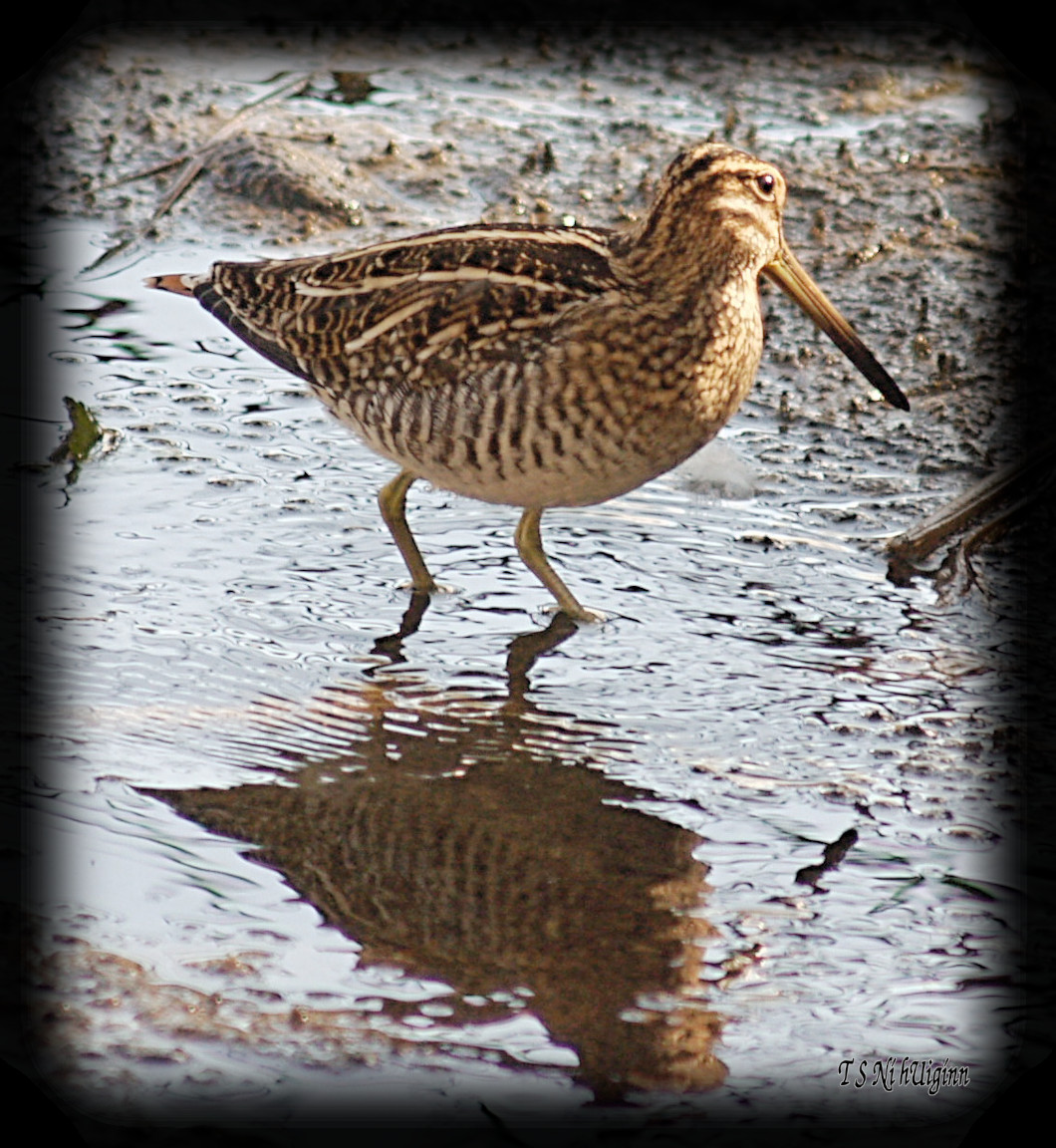Snipe Hunting | The University of East Hastings