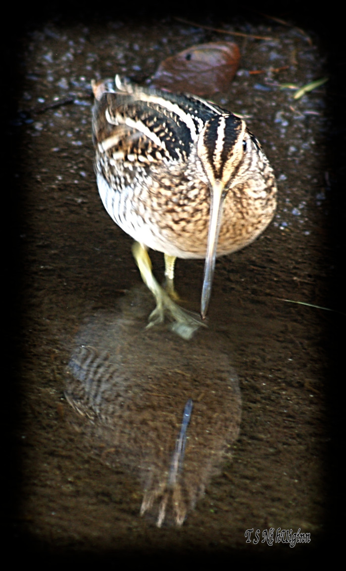 Snipe Hunting | The University of East Hastings
